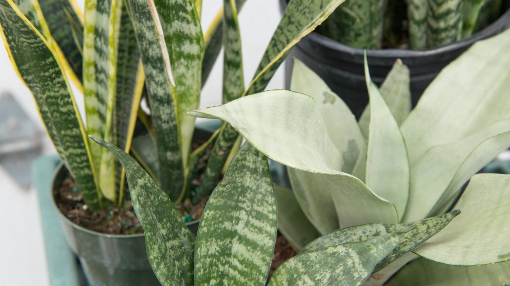Sansevieria care: Take care of these plant step by step - Homey Plans