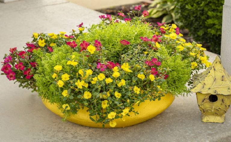 Purslane Plant Care: A Comprehensive Guide